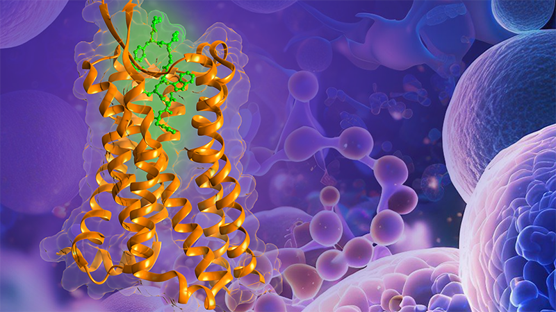 Structural Biology | Medical College of Wisconsin Cancer Center ...